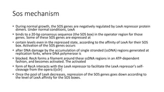 SOS GENE ROLE IN E.COLI | Biotech and Biomedical Industry | Industries