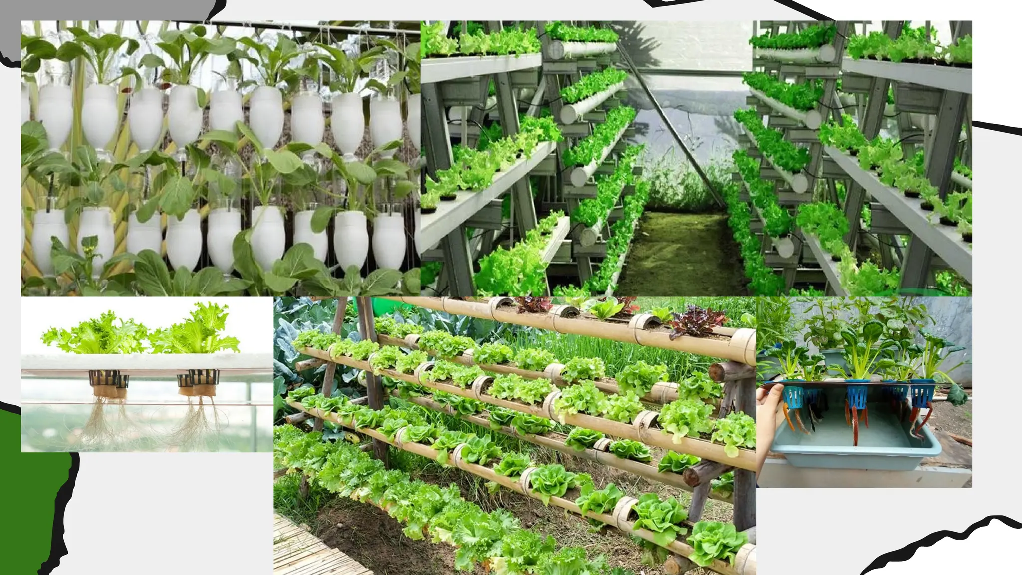 Sosialisasi Pemanfaatan Pekarangan Rumah Untuk Tanaman Hidroponik.pptx