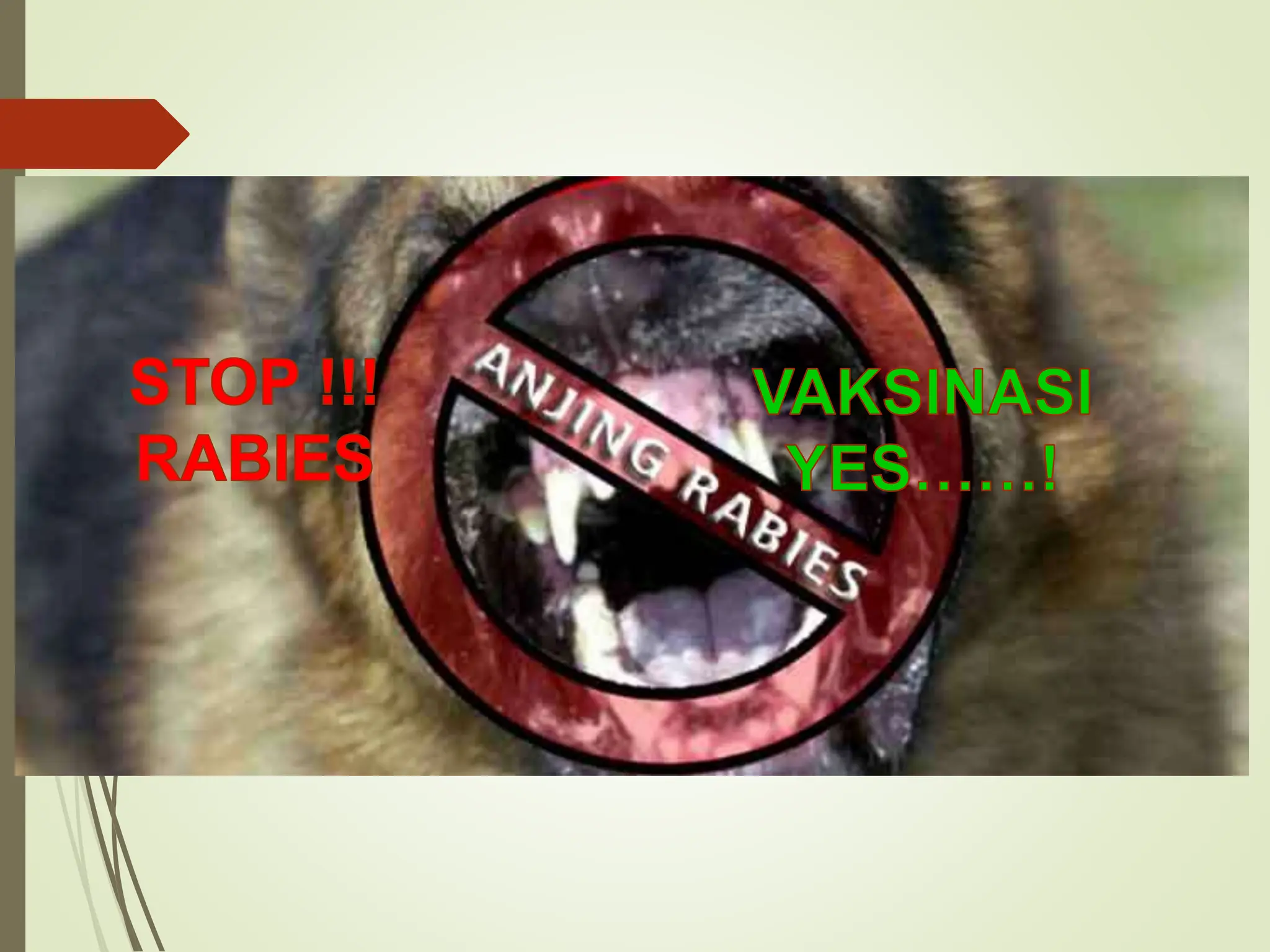 Sosialisasi Rabies 2020.ppt.pptxHGFFDFFDDDX | PPTX