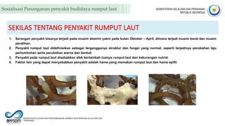 Sosialisasi Rumput laut materi Pencegahan .pptx