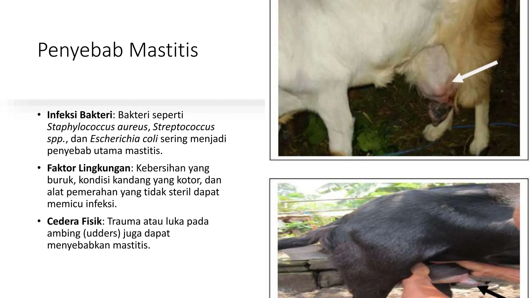 SOSIALISASI TENTANG PENYAKIT MASTITIS PADA KAMBING DALAM RANGKA PKM.pptx