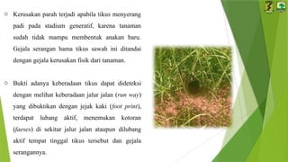 hama tikus sawah pada pertanaman padi sawah | PPTX
