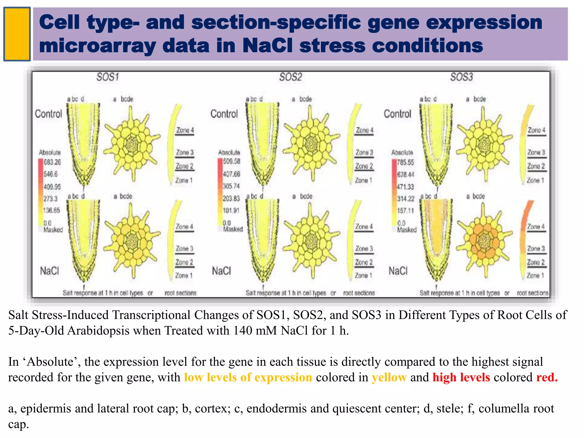 Sos pathway emerging new roles | PPTX
