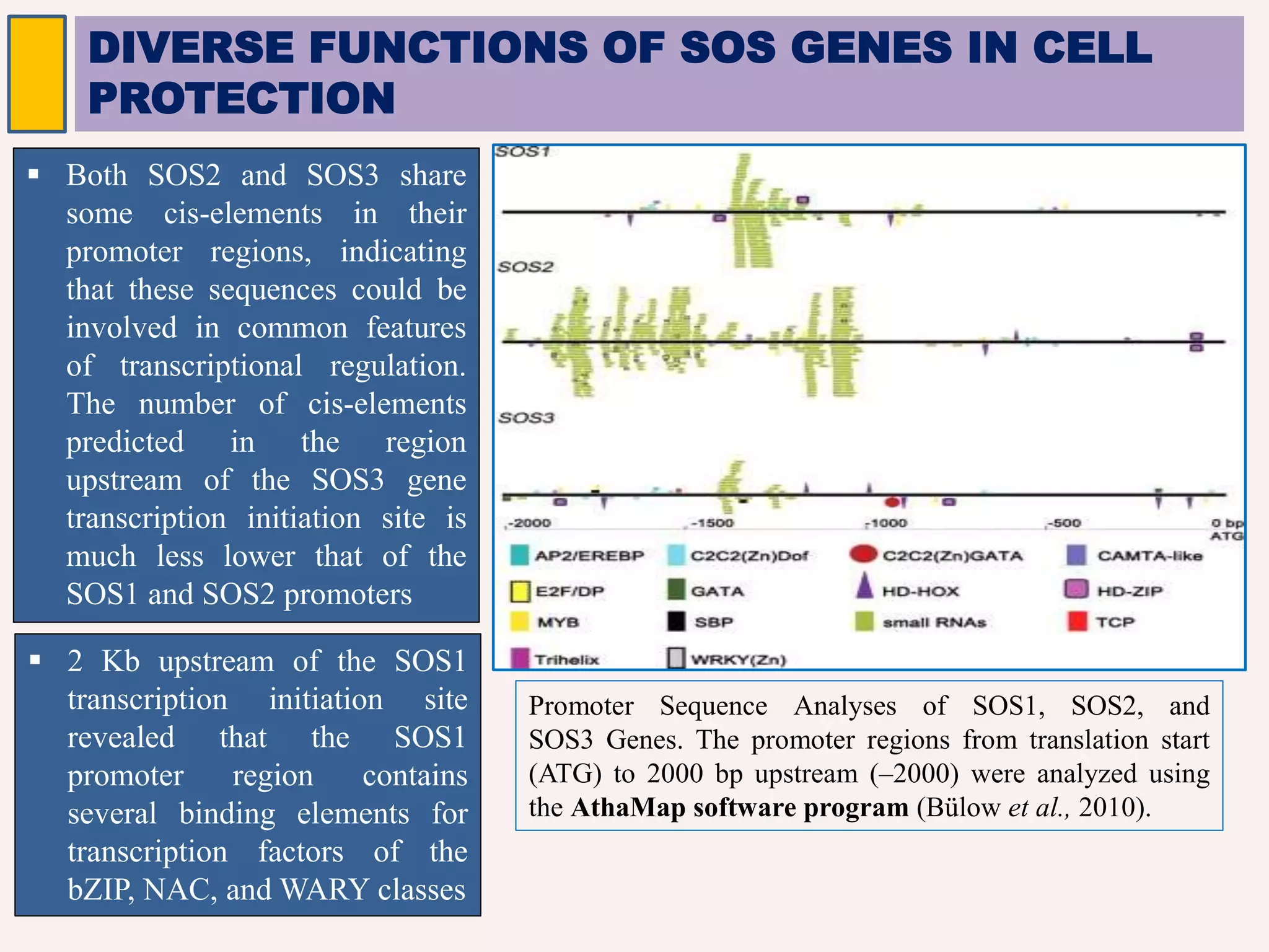 Sos pathway emerging new roles | PPTX