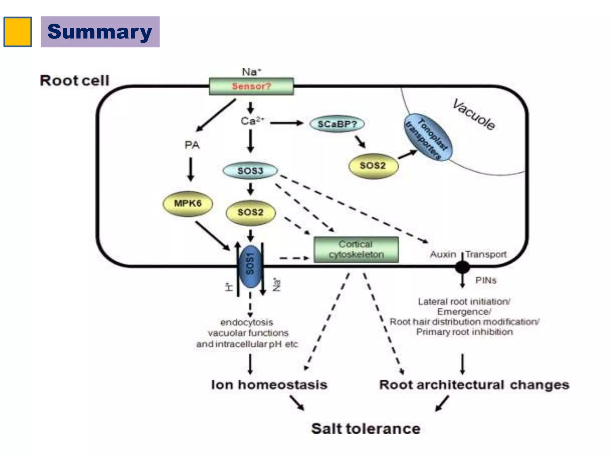 Sos pathway emerging new roles | PPTX