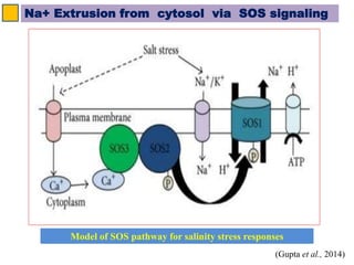 Sos pathway emerging new roles | PPTX