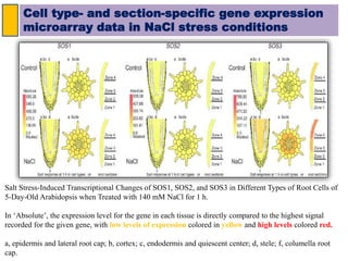 Sos pathway emerging new roles | PPTX