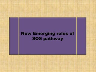 Sos pathway emerging new roles | PPTX