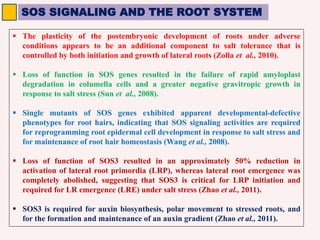 Sos pathway emerging new roles | PPTX