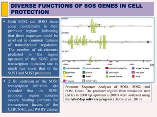Sos pathway emerging new roles | PPTX