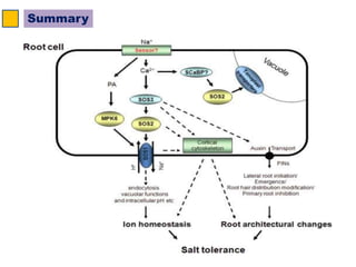 Sos pathway emerging new roles | PPTX