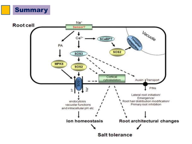 Sos pathway emerging new roles | PPTX
