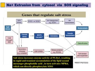 Sos pathway emerging new roles | PPTX