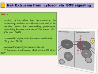 Sos pathway emerging new roles | PPTX