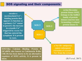 Sos pathway emerging new roles | PPT