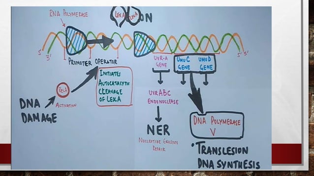 Sos repair | PPTX | Chemistry | Science