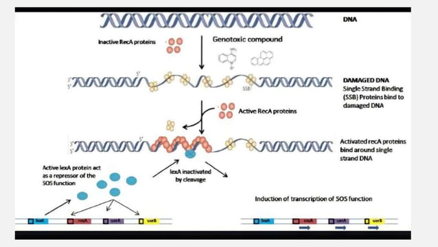 Sos repair | PPTX | Chemistry | Science