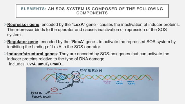 SOS repair mechanism.pptx | Chemistry | Science