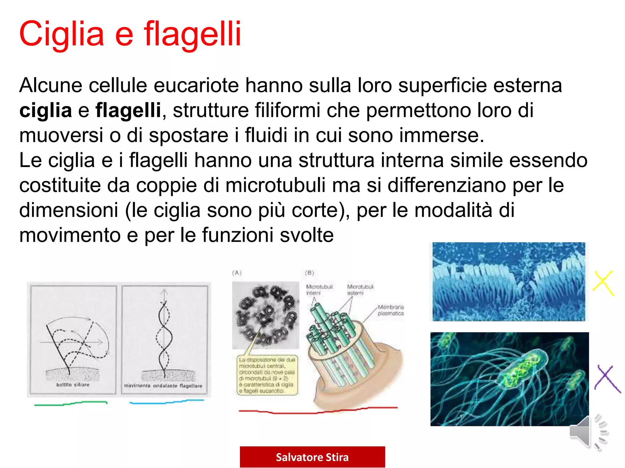 Sostegno, movimento e adesione nelle cellule eucariote | PPTX