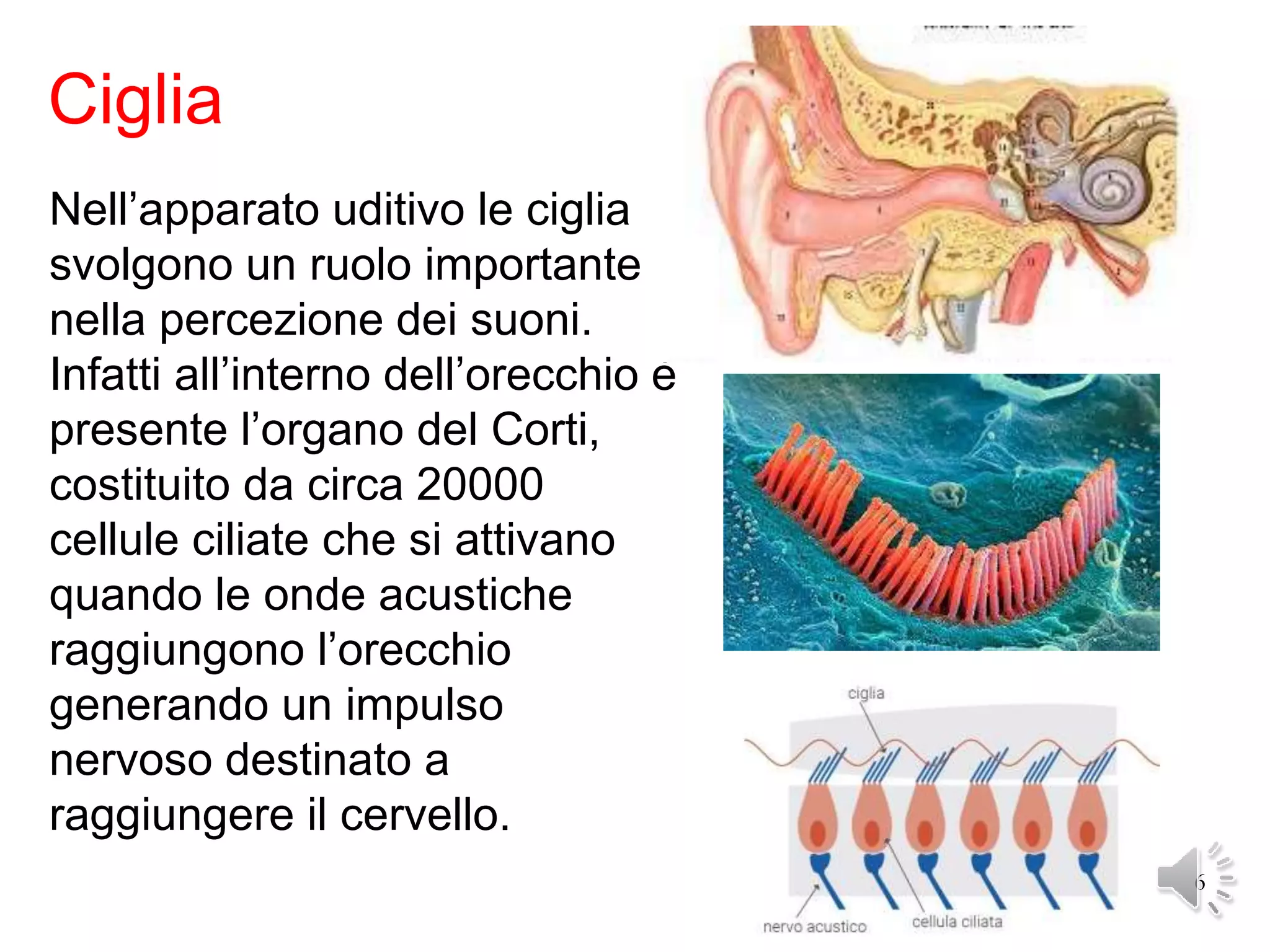 Sostegno, movimento e adesione nelle cellule eucariote | PPTX