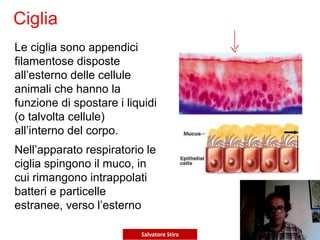 Sostegno, movimento e adesione nelle cellule eucariote | PPTX