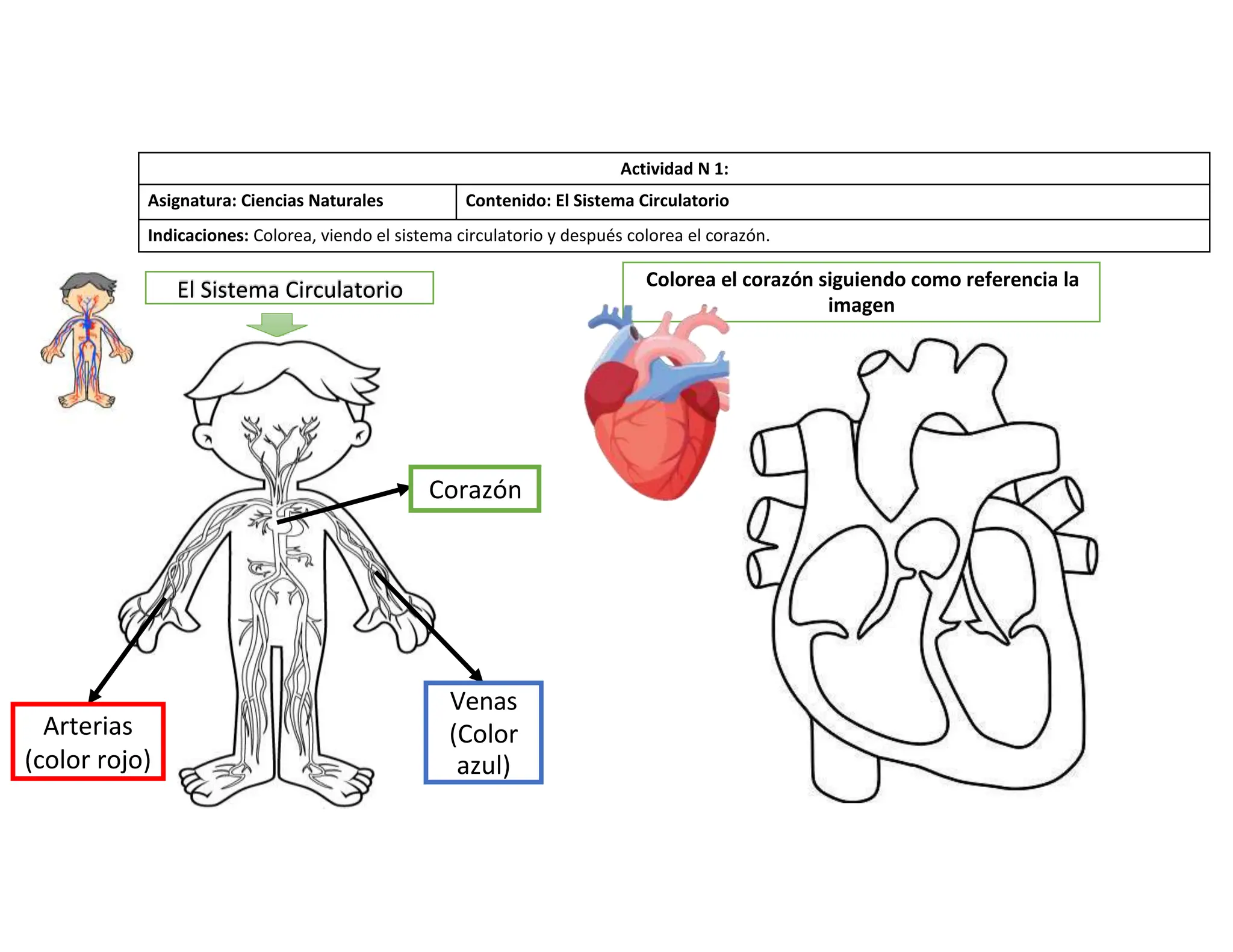 SiSTEMA CIRCULATORIO Y SUS PARTES.; El CORAZÓNdocx | DOCX