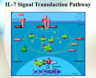 Mainul Husain Presentation | PPT