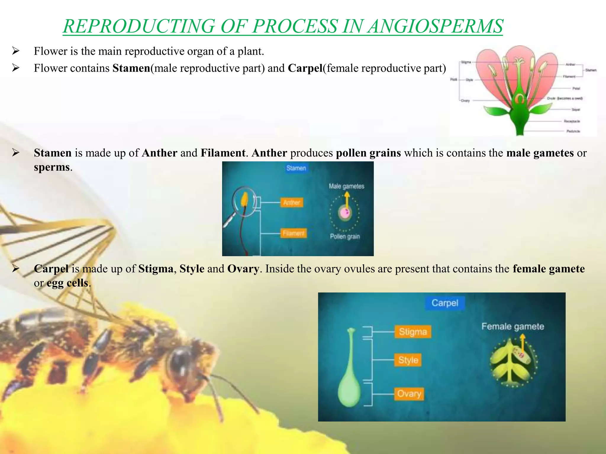 REPRODUCTION OF ANGIOSPERMS- A HISTORICAL BACKGROUND | PPTX