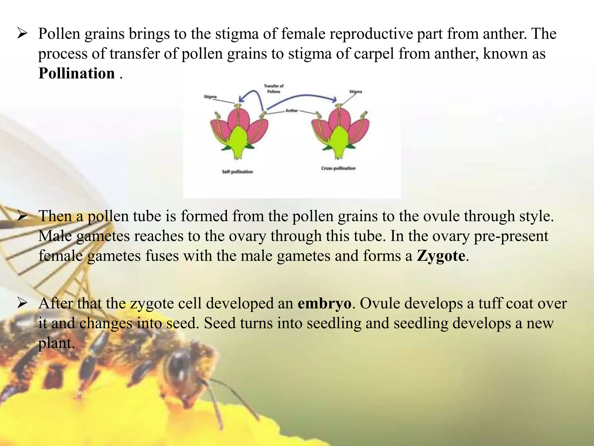 REPRODUCTION OF ANGIOSPERMS- A HISTORICAL BACKGROUND | PPTX