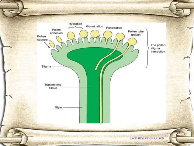 REPRODUCTION OF ANGIOSPERMS- A HISTORICAL BACKGROUND | PPTX