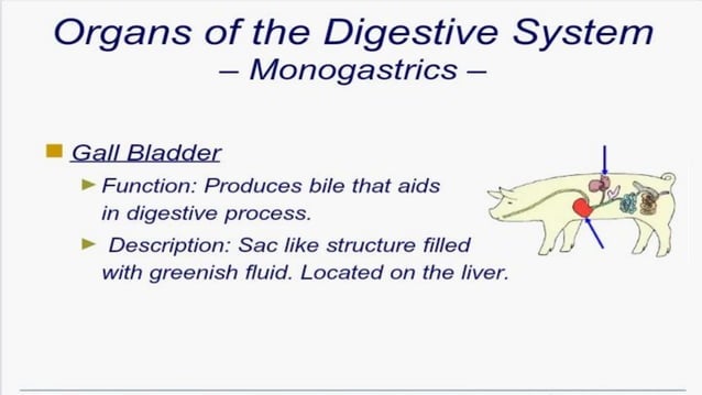 Digestion in livestock and poultry, Digestive system | PDF