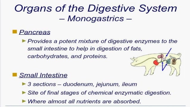 Digestion in livestock and poultry, Digestive system | PDF