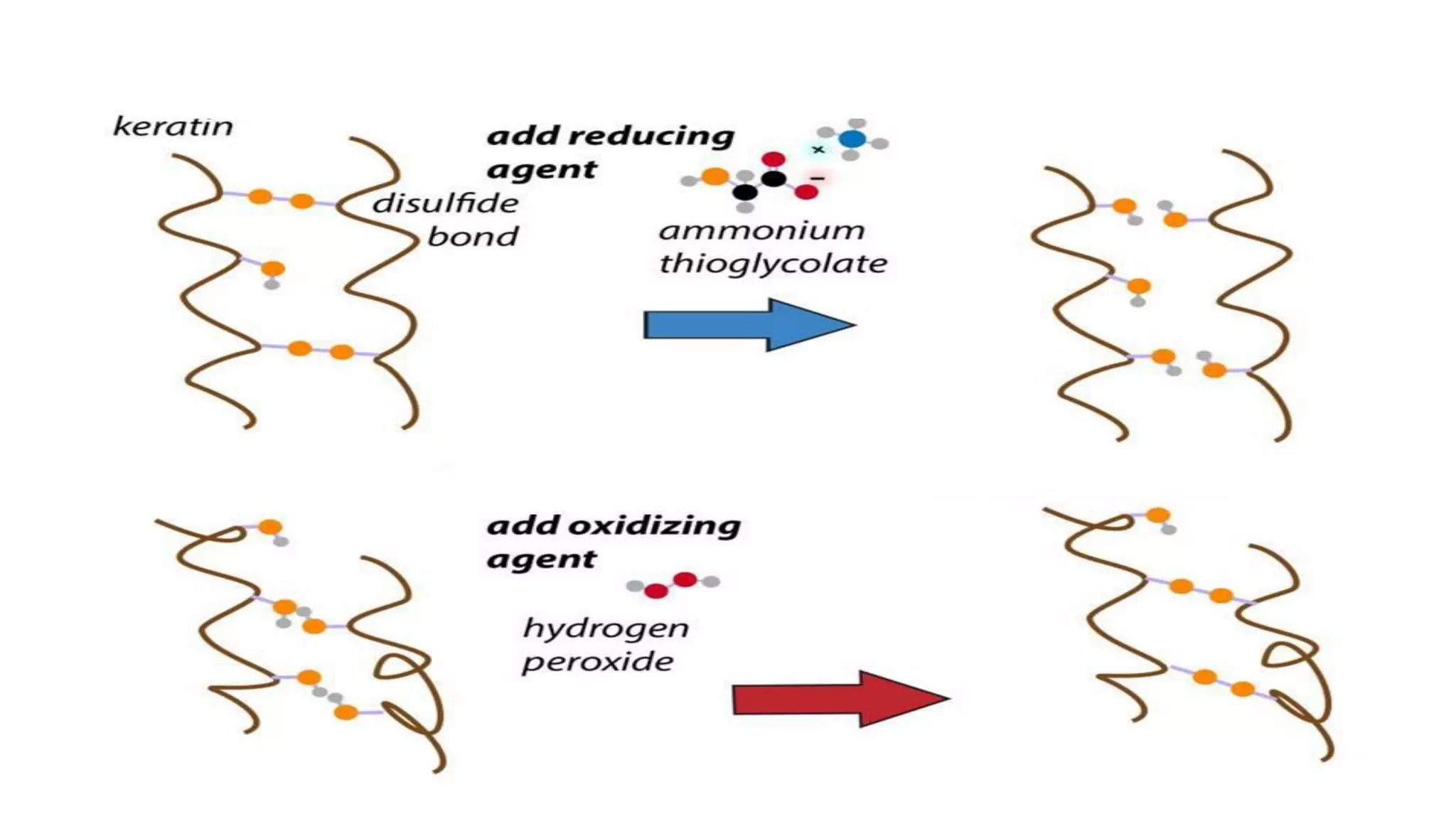 Chemistry Behind Hair Straightening | PDF