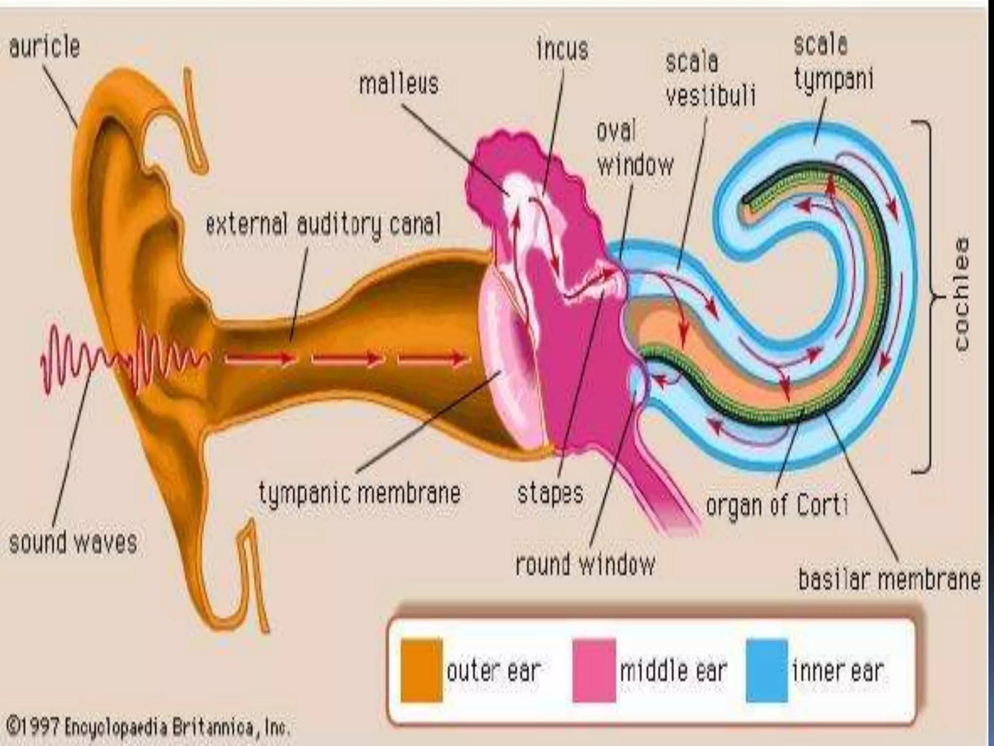 Sound grade 7 | PPTX