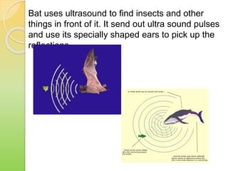 Sound Sound physics Sound physics Sound physics physics.pptx