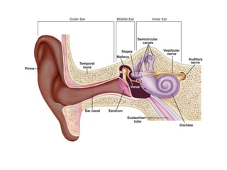 sound 2 Sem basic physics INCLUDING RADIOLOGICAL PHYSICS | PPTX