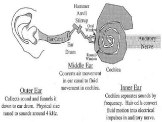 Sound and human ear | PPTX