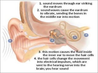 Sound and human ear | PPTX