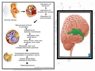 Sound and Sense | PPTX