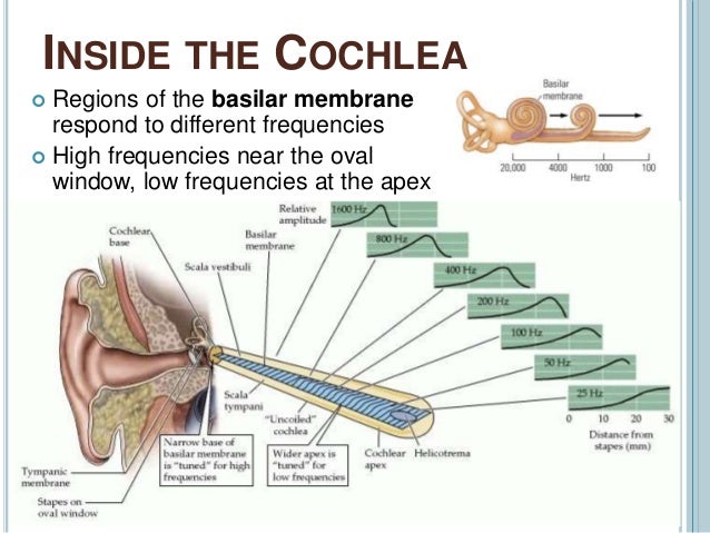 Sound, hearing, & the ear for slideshare