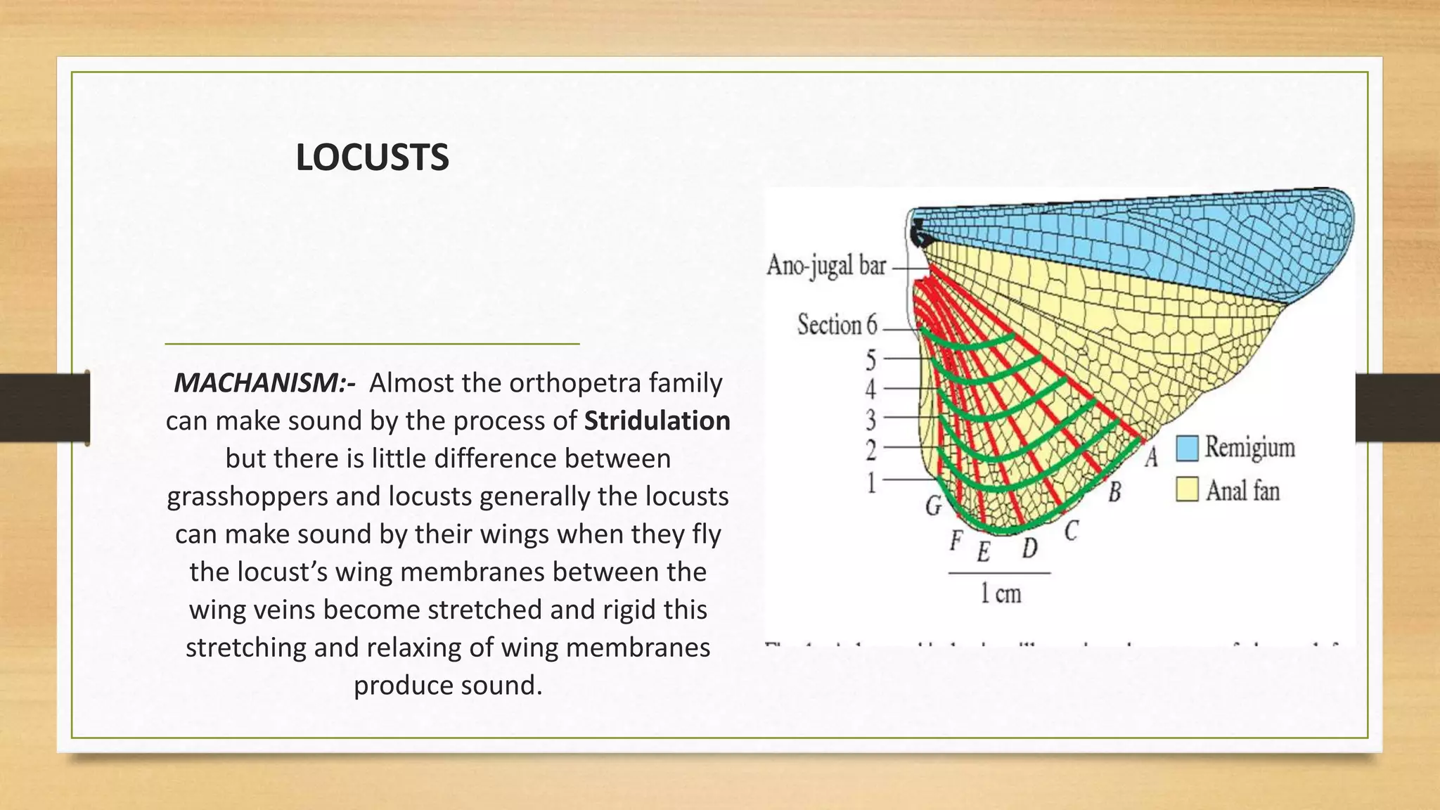 INSECTS SOUND PRODUCTION MACHANISM | PPTX