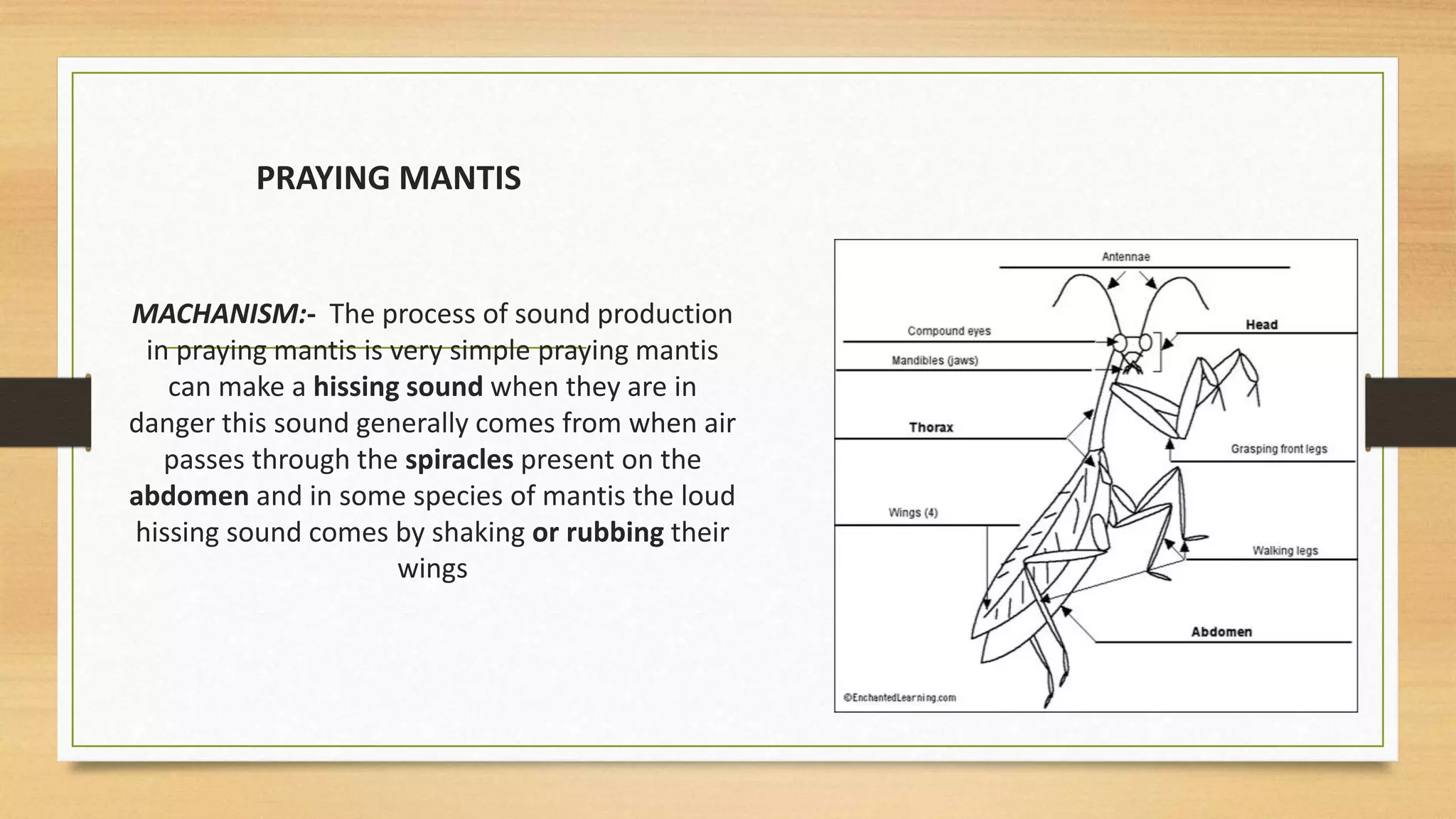 INSECTS SOUND PRODUCTION MACHANISM | PPTX