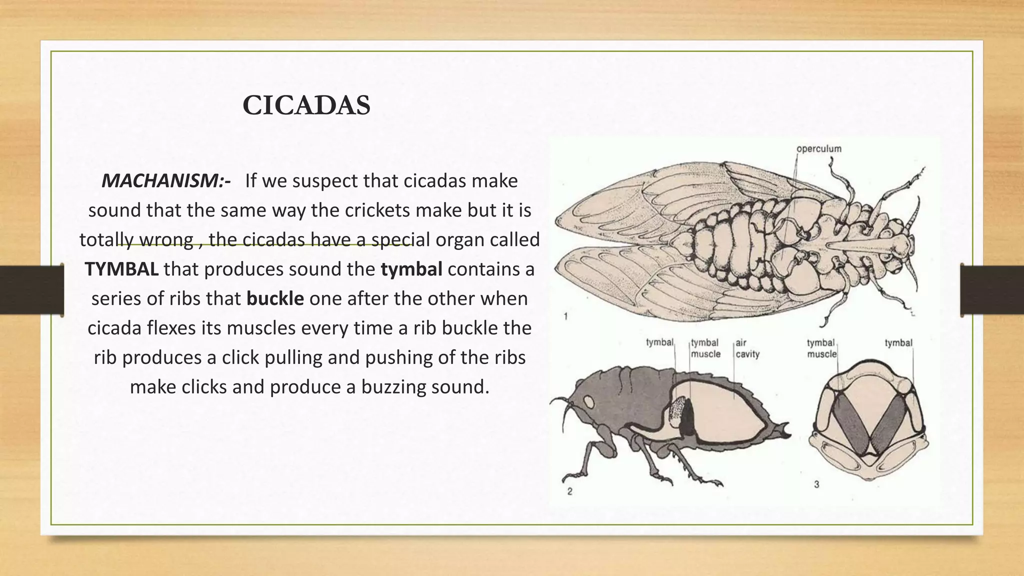 INSECTS SOUND PRODUCTION MACHANISM | PPTX