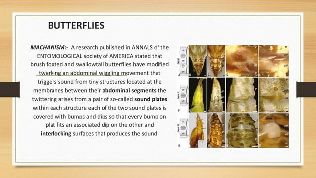 INSECTS SOUND PRODUCTION MACHANISM | PPTX | Beekeeping | Hobbies ...