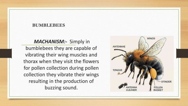 INSECTS SOUND PRODUCTION MACHANISM | PPTX | Beekeeping | Hobbies ...