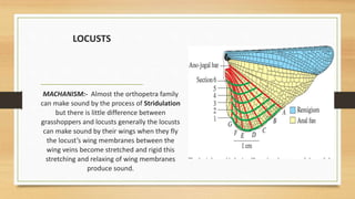 INSECTS SOUND PRODUCTION MACHANISM | PPTX