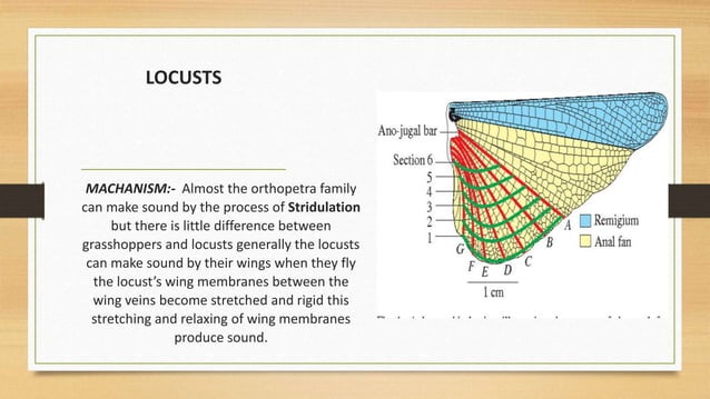 INSECTS SOUND PRODUCTION MACHANISM | PPTX | Beekeeping | Hobbies ...
