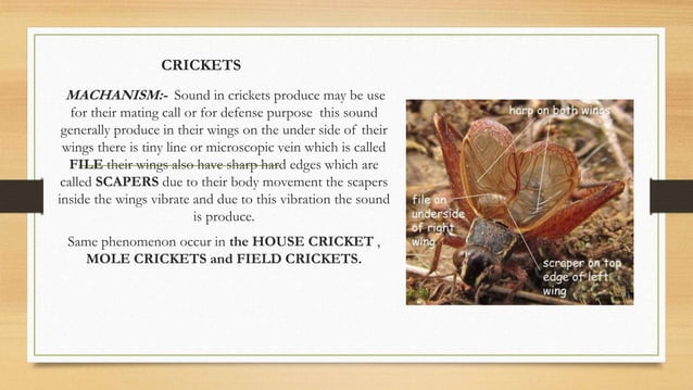 INSECTS SOUND PRODUCTION MACHANISM | PPTX | Beekeeping | Hobbies ...