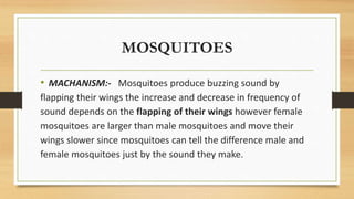 INSECTS SOUND PRODUCTION MACHANISM | PPTX