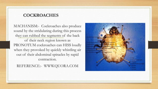 INSECTS SOUND PRODUCTION MACHANISM | PPTX | Beekeeping | Hobbies ...
